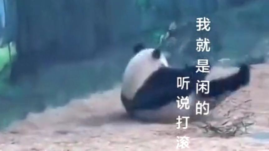 翻滚吧大熊猫,第一次见这样的熊猫,不知道你们喜不喜欢呢?是不