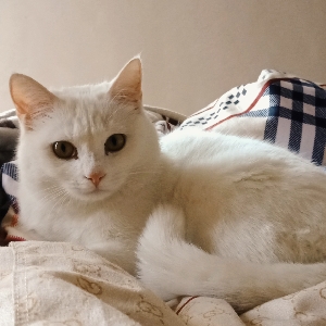 家有小灰猫 