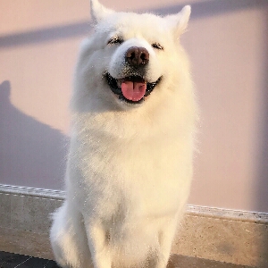 慢吞吞vic 