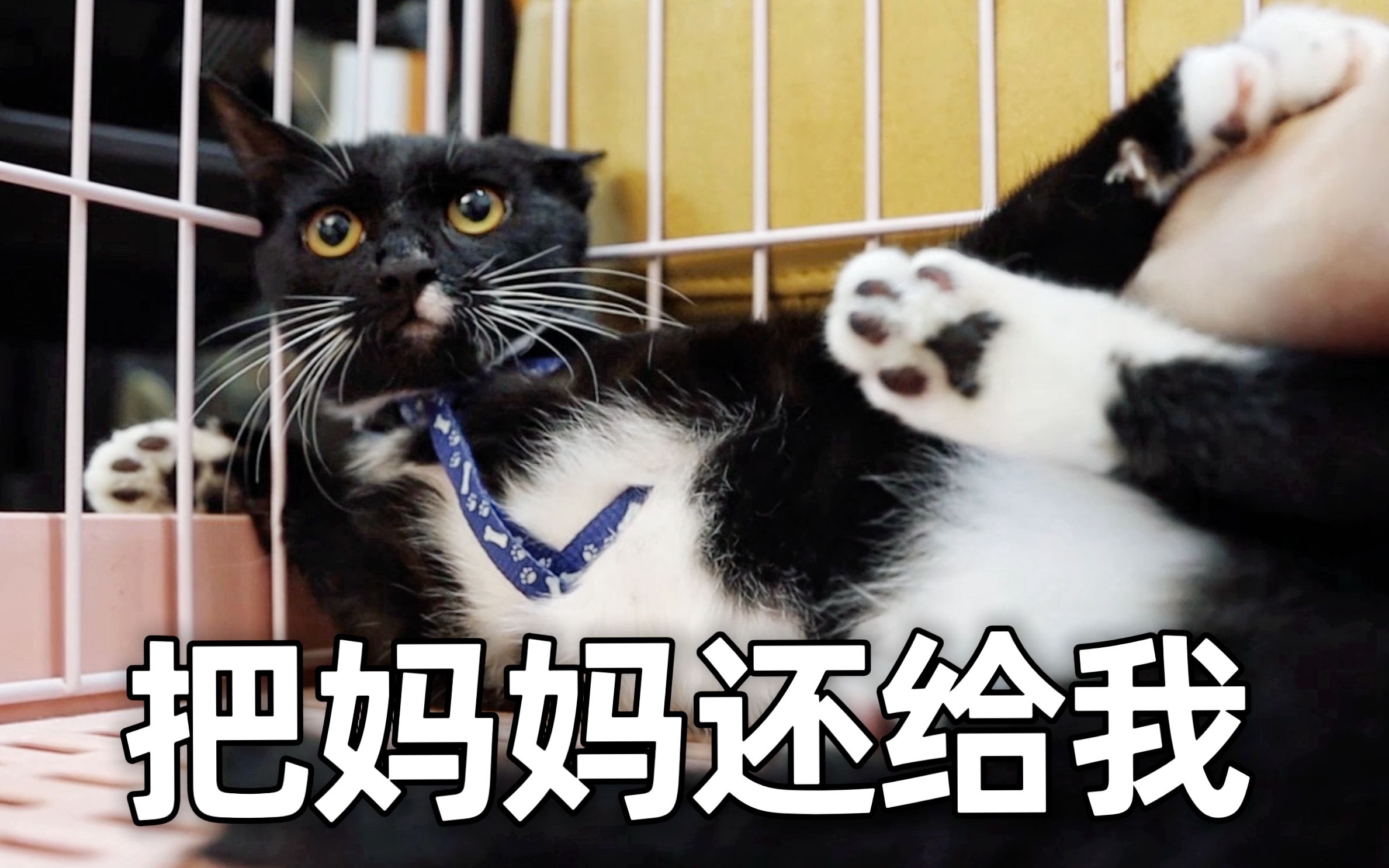 猫妈送走后猫宝抑郁了,朝妈妈原来的窝通宵啼哭