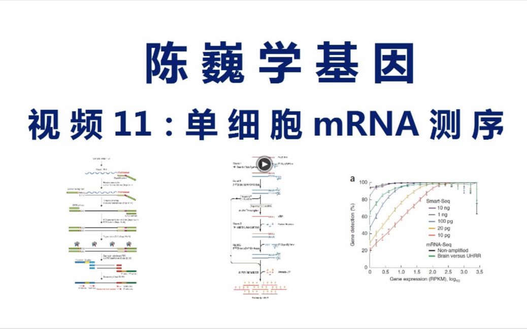 【陈巍学基因】视频11:单细胞mRNA测序