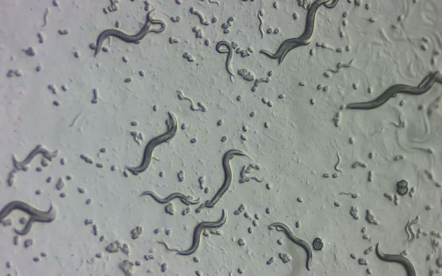 麦克奥迪体视显微镜SMZ-171观察拍摄线虫活体实例