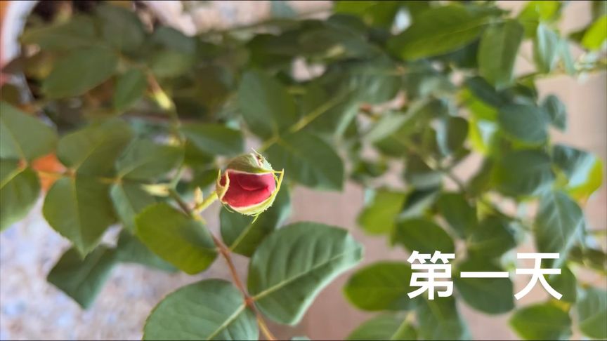 这朵玫瑰花好幸运,绽放过程被我记录下来。生长的魅力。