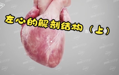 【医学3D】左心的解剖结构