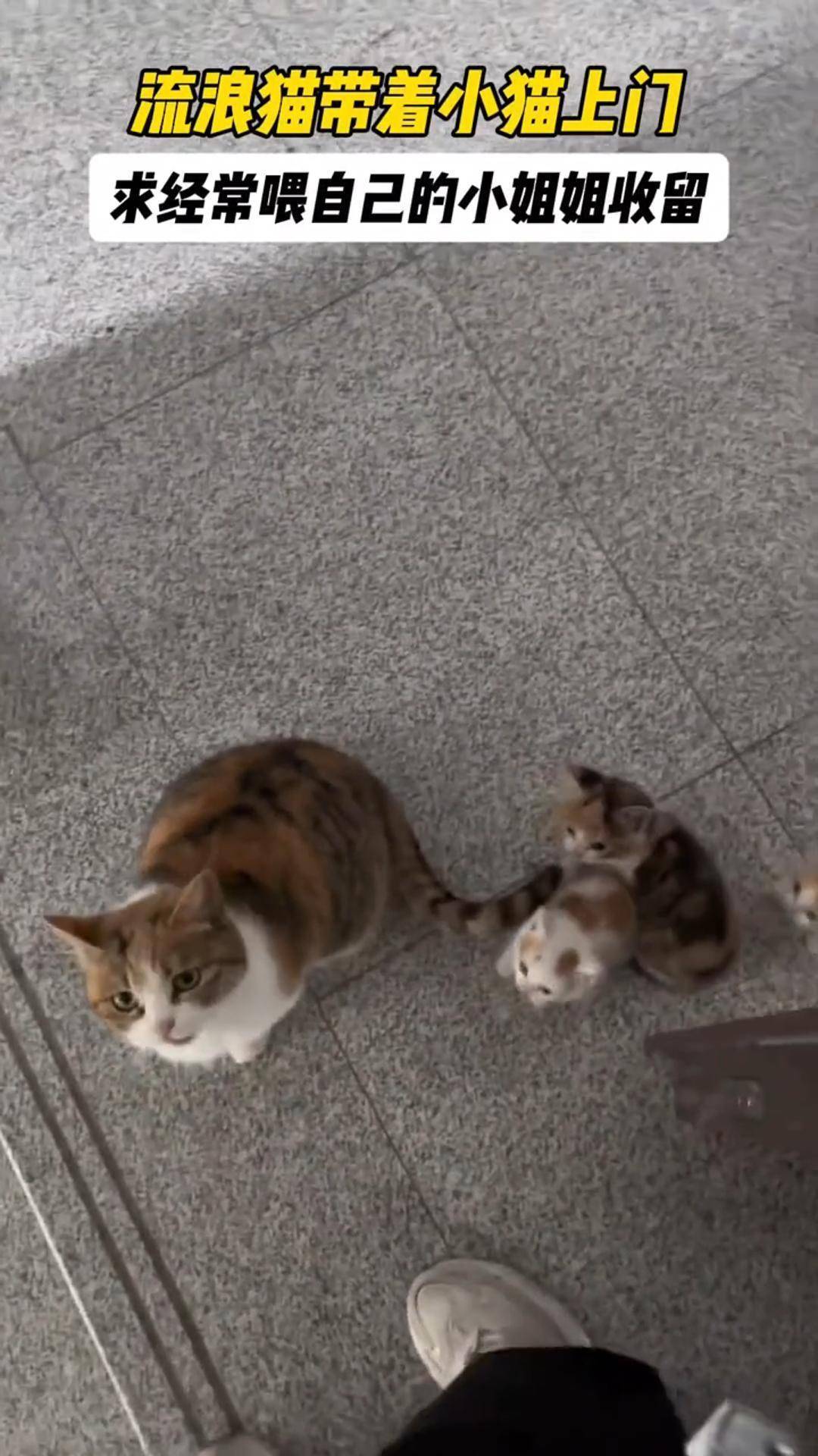 流浪猫带着自己的宝宝来到小姐姐家中求收留,网友:看得出来,它很信任她