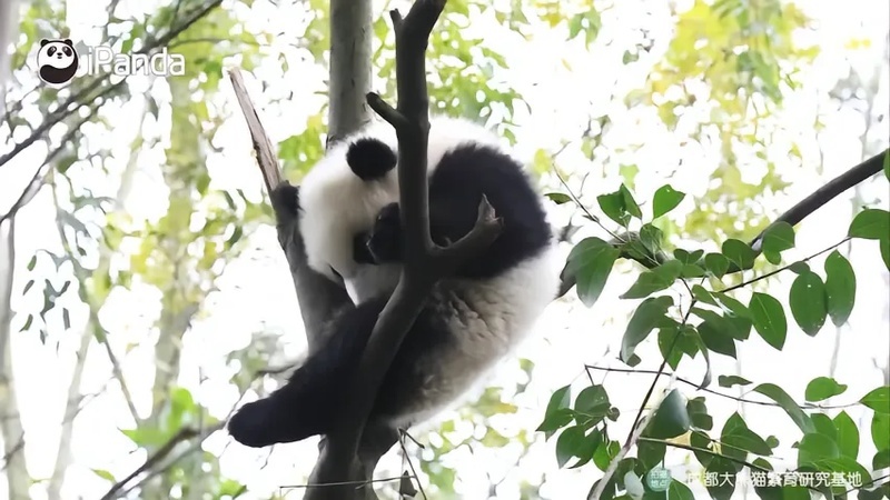 小小熊猫演出了标点符号大全,时而是个逗号,时而又变成了句号
