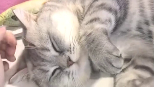 太软萌了!一只爱撒娇的小猫咪,每天求着主人抚摸它
