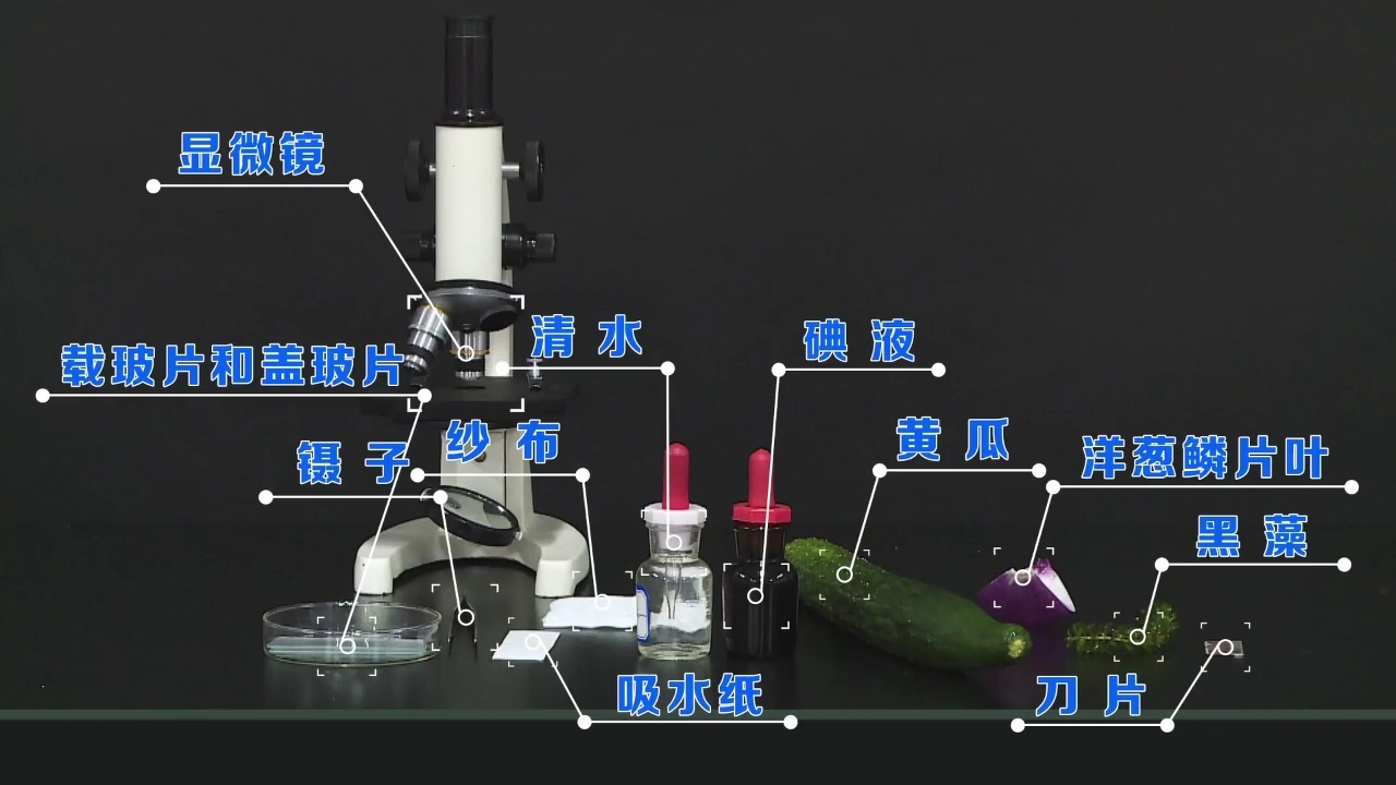 中考生物实验操作考试:观察洋葱鳞片叶内表皮细胞