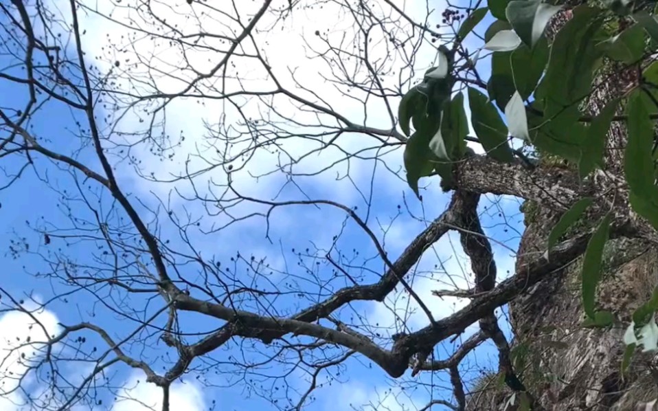 凤凰传奇《以爱为囚》