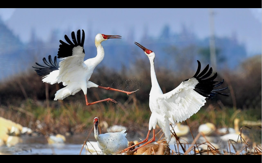 10 种比较好看的白色鸟类,这些鸟类你都见过吗?