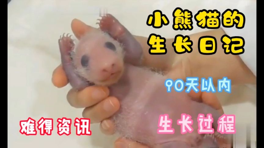 熊猫宝宝出生90天内的生长过程,难得一见到过程,一起来看看吧