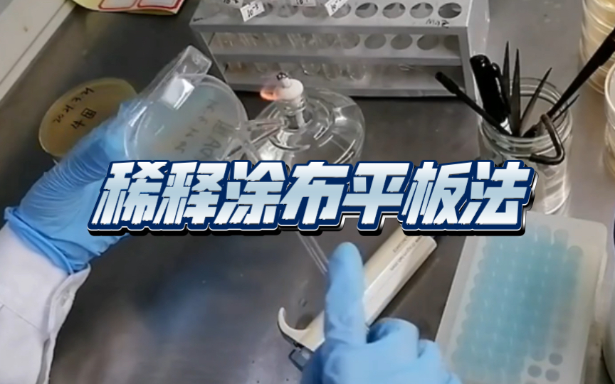 【选择性必修三】土壤微生物的分离——稀释涂布平板法