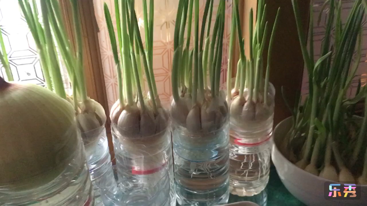 自己种蒜苗(你们要的懒人大法,拿去!)