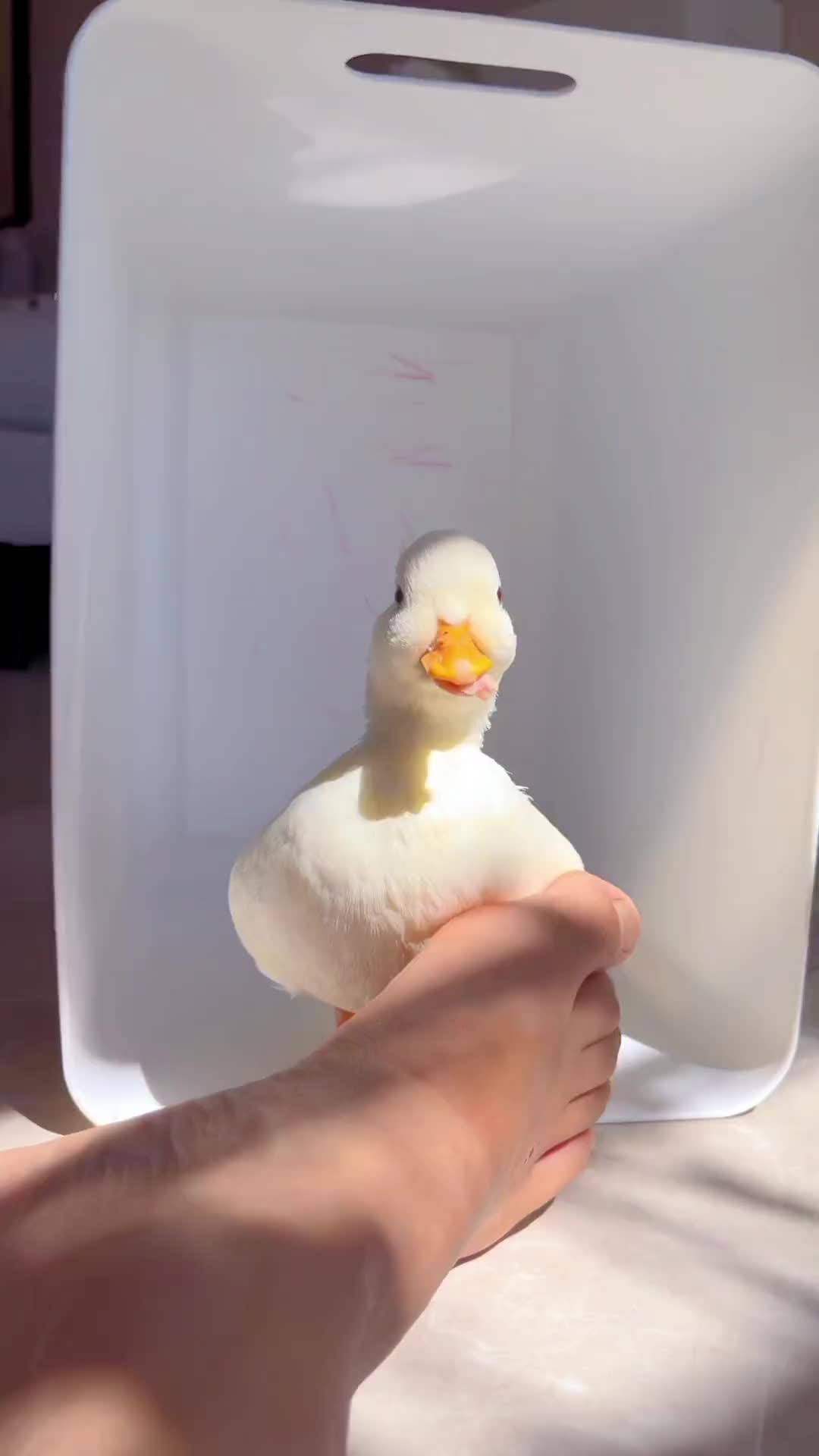 太阳光中的紫外线有一定的杀菌作用,增强机体免疫力