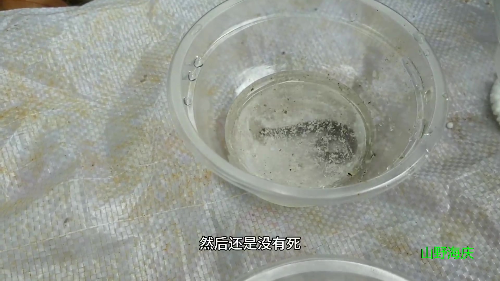 海庆把蚂蝗放进农用尿素,几秒后反应强烈,镜头真实记录全过程