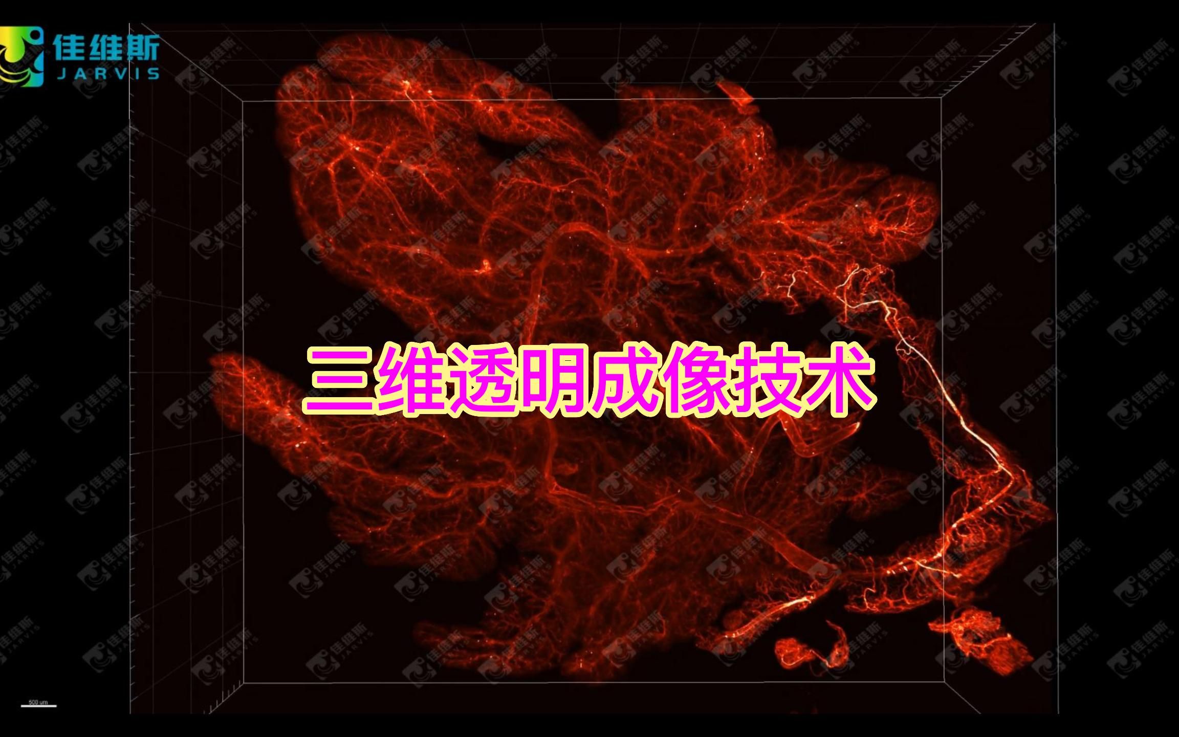 生物组织成像技术分享——小鼠胰腺血管三维透明整体成像