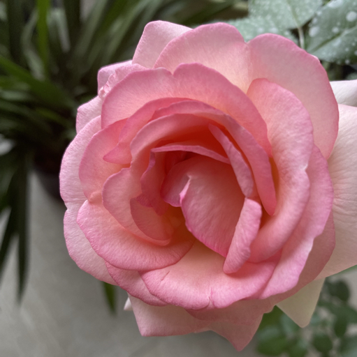 桃花树下煮桃花 