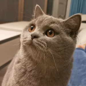 蓝猫荔枝 