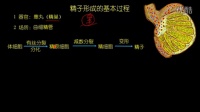 2 精子形成的基本过程