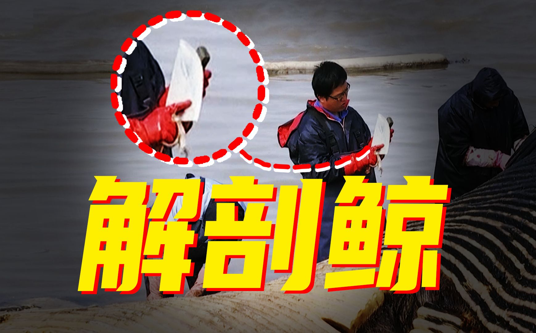 冒鲸爆风险 切开24米巨鲸的肚子,只为解开《长须鲸的秘密》