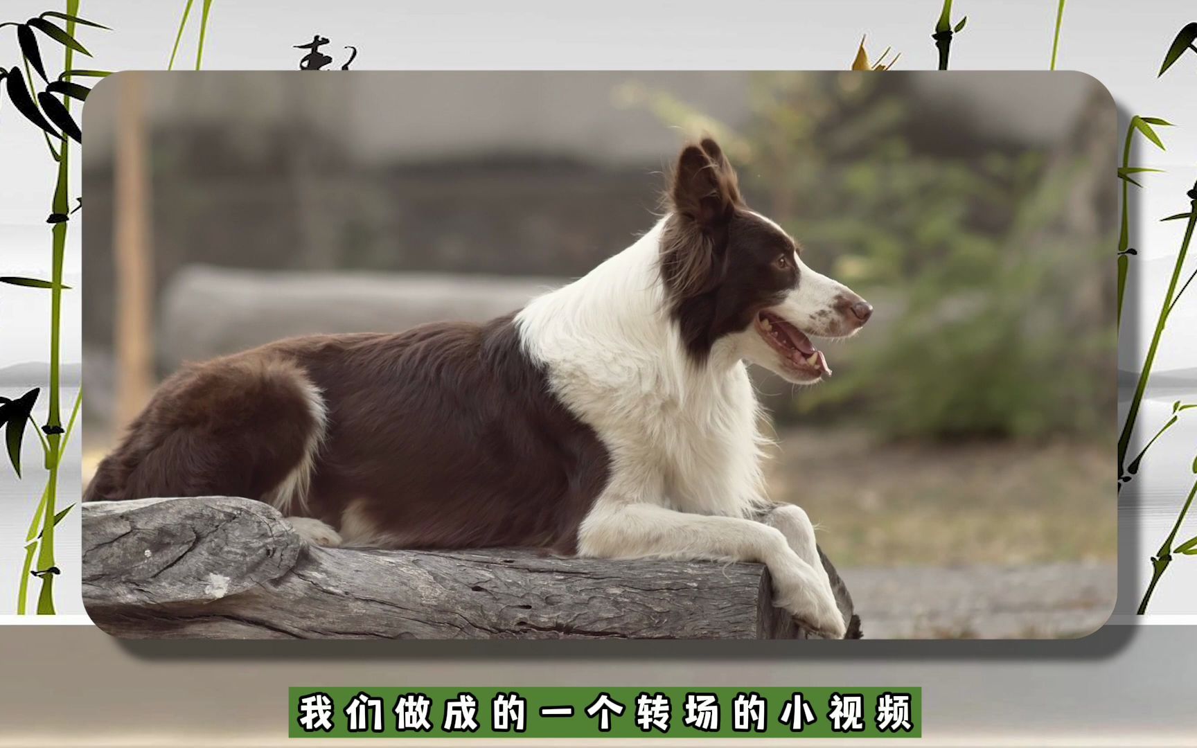 第5集-轨道遮罩转场怎么做