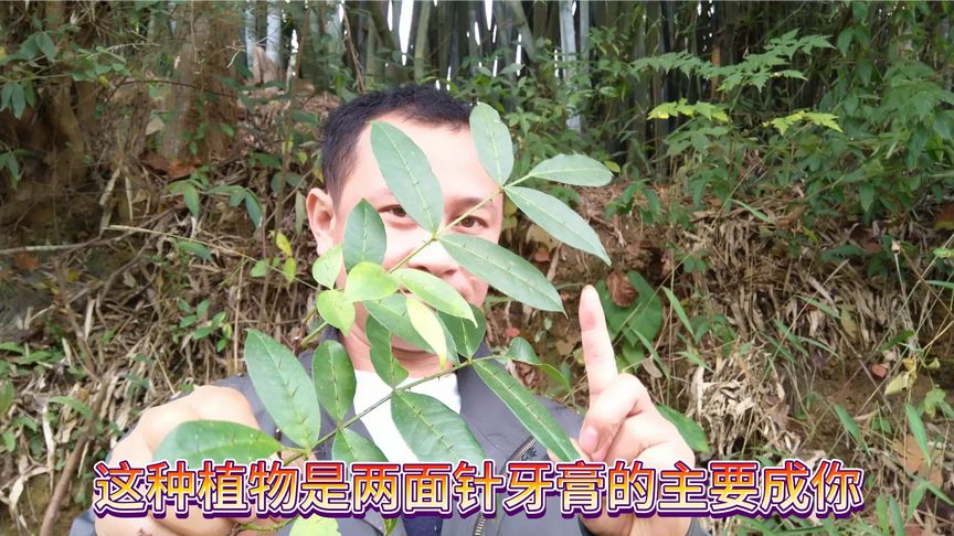 这是一种牙膏用的植物叫两面针用处很多