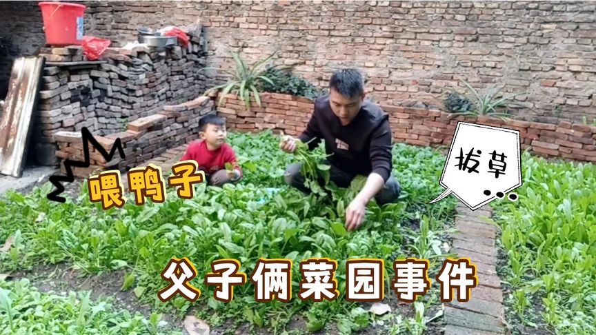自家菜园农作也不易,真心体会到那些种菜的农民劳作是多么辛苦