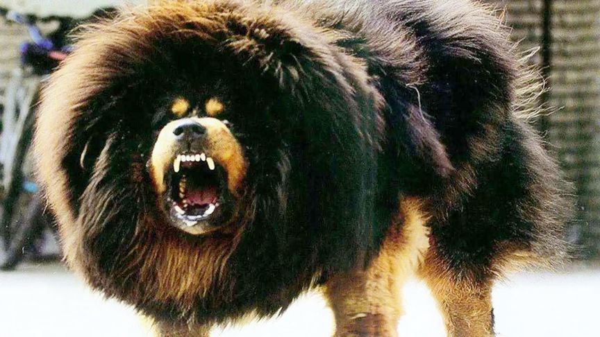 藏獒曾经是犬中王者,一度被炒到百万,为什么现在人们不愿养了?