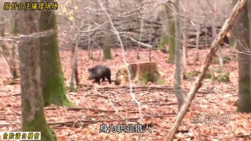 桦树林狩猎野猪:职业猎人反应力极强,一枪一头野猪,枪法精准!