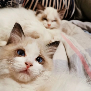 猫奴佬连 