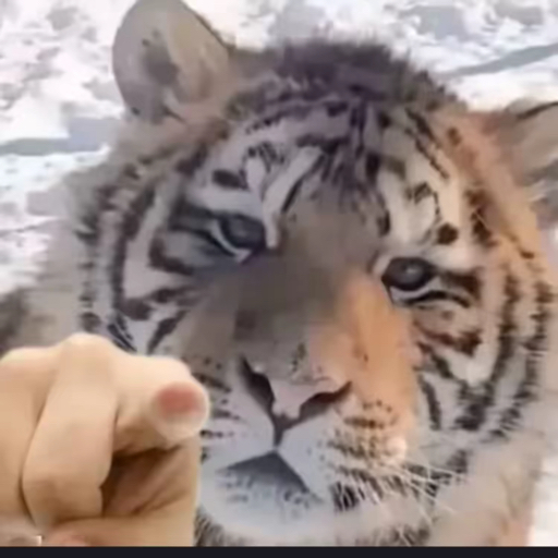 萌虎奇谈 