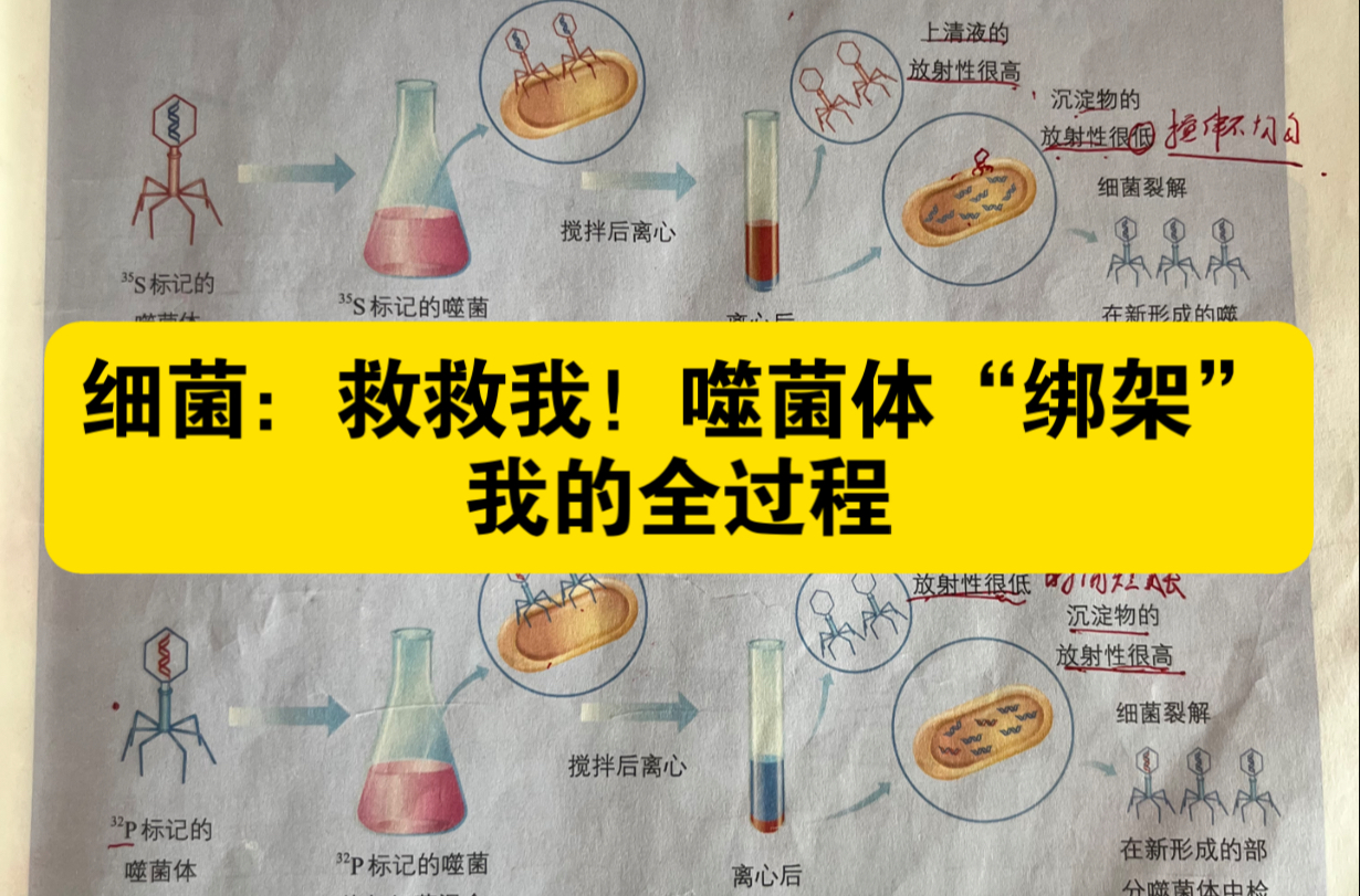 3.1(第2课时)噬菌体侵染细菌的实验