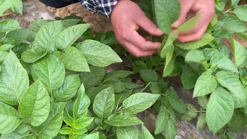 亩产值高达10000多元!土豆变“金蛋”,村民年收入比原来翻几倍