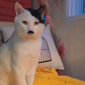 嘿嘿嘿哈哈哈x 