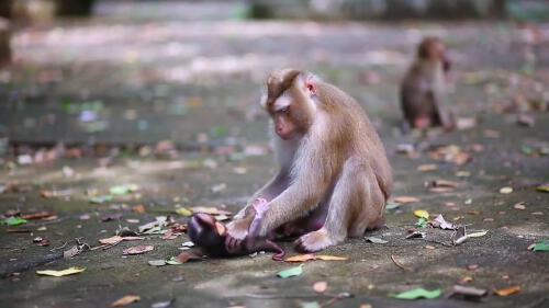 小猴子又在玩游戏了,正片开始