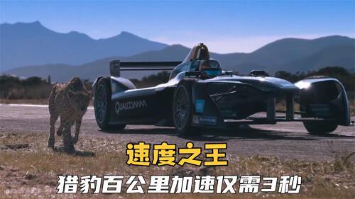 超越跑车!猎豹时速110公里,百公里加速仅3秒,没有猎物可以逃脱