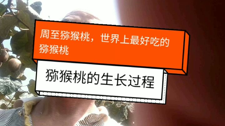 猕猴桃的生长过程