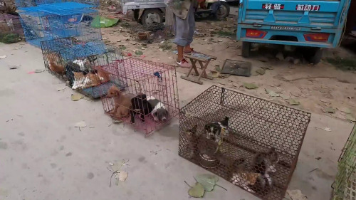 三只20多斤拉布拉多被狗贩子800元价格收购,狗狗性命堪忧太可怜