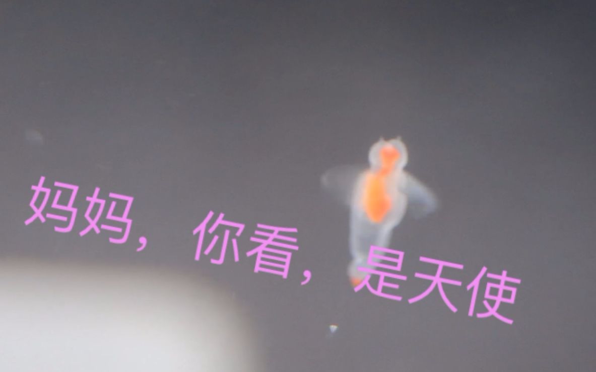【L桑】海天使,冰海精灵的开箱与介绍