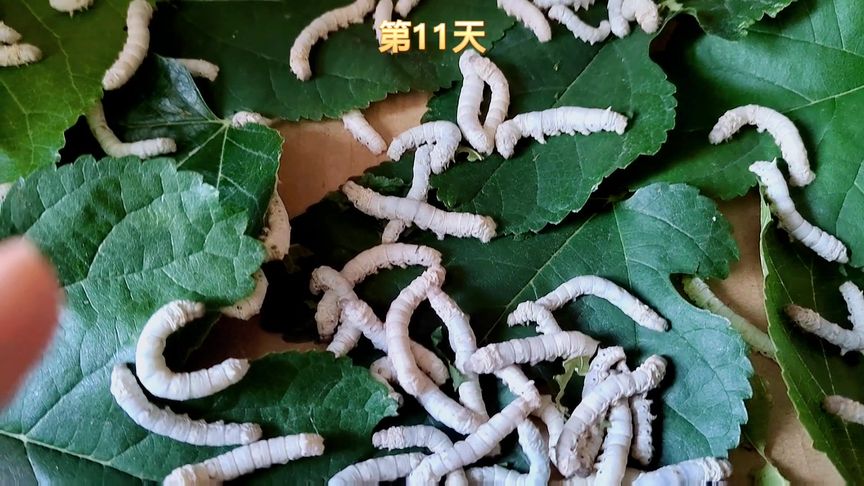 带孩子观察蚕宝宝的成长过程,第一次看到蚕宝宝产卵,太神奇了