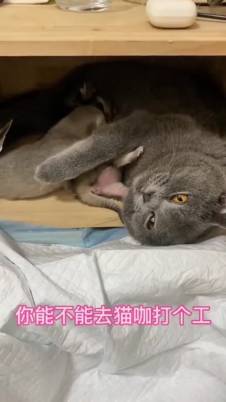 生太多养不起了!有没有猫咖招工in萌宠计划萌宠出道计划