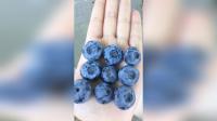 采摘超大蓝莓 九个蓝莓就有手掌心大