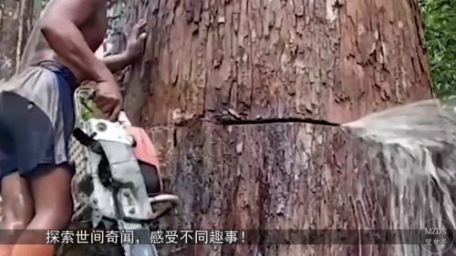 国外男子砍树时,意外发现大树不停流泪,难道这棵树成精了?