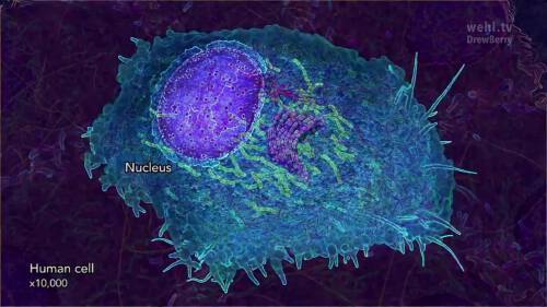 细胞结构:细胞核遗传和代谢的控制心