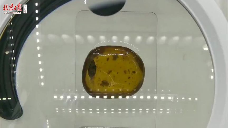 恐龙时代昆虫新物种亮相,发现者竟是这个15岁高中生