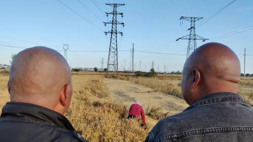 苏北地区一个农村,村民种植老品种水稻米香味很浓,亩产1吨左右