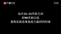 繁殖狗的人不愿意卖病狗为何刚买回的小狗容易得犬瘟细小而死1.mp4