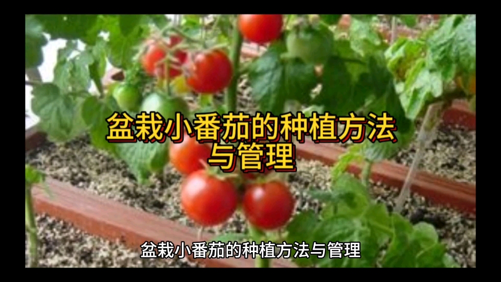 盆栽小番茄的种植方法和注意事项
