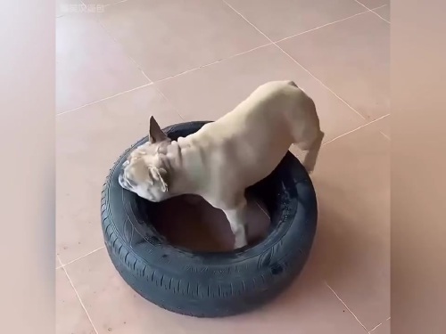 那些修狗的傻狗子成精了狗狗可以一切不开心