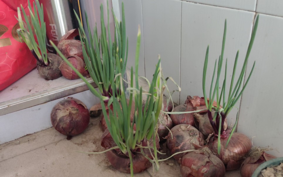 厨房的自由生长的植物们